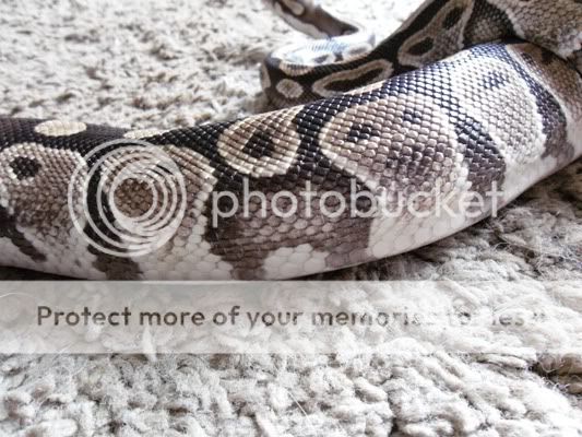 was told this was Axanthic | Page 2 | Reptile Forums