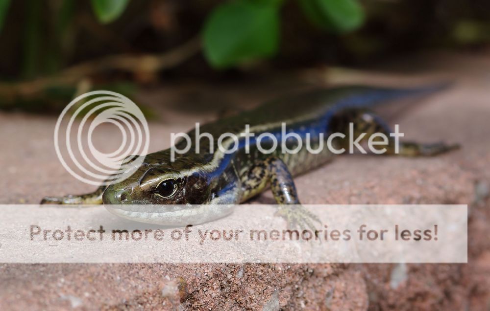 Lay like a lizard - PentaxForums.com