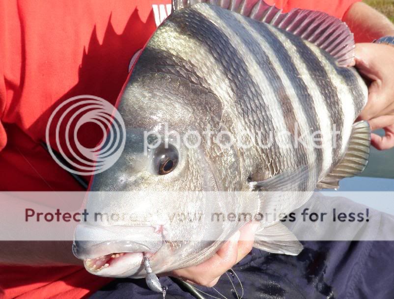 10/11 Backcountry Report w/Pics Sheepshead & Tautog | BASS BARN